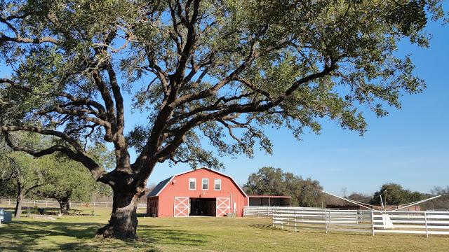 Tree Removal, Landscaping & Stump Removal: Cuero TX: Lopez Tree Service